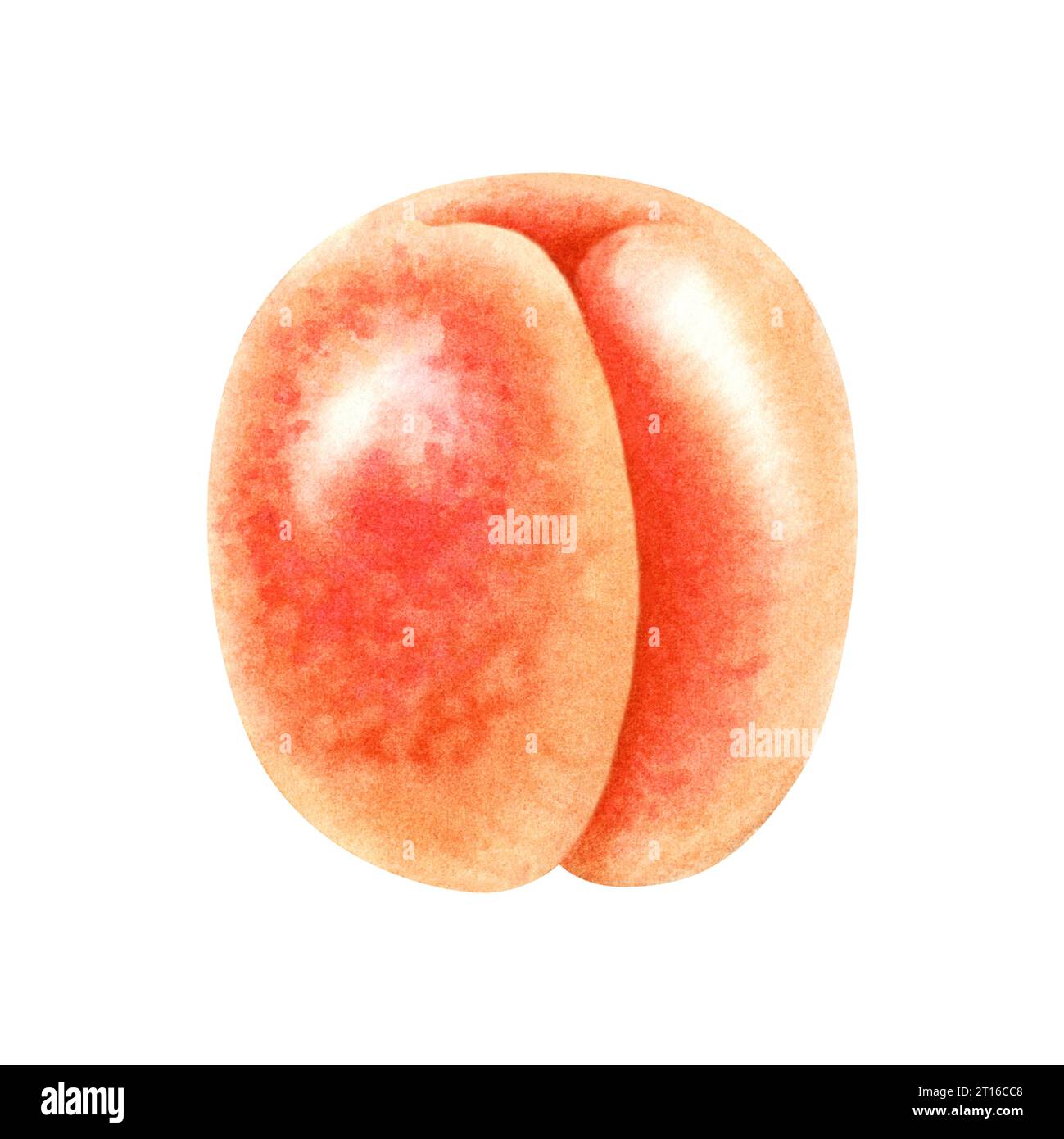 Watercolor bright orange apricot with green leaves, brown pit and ...