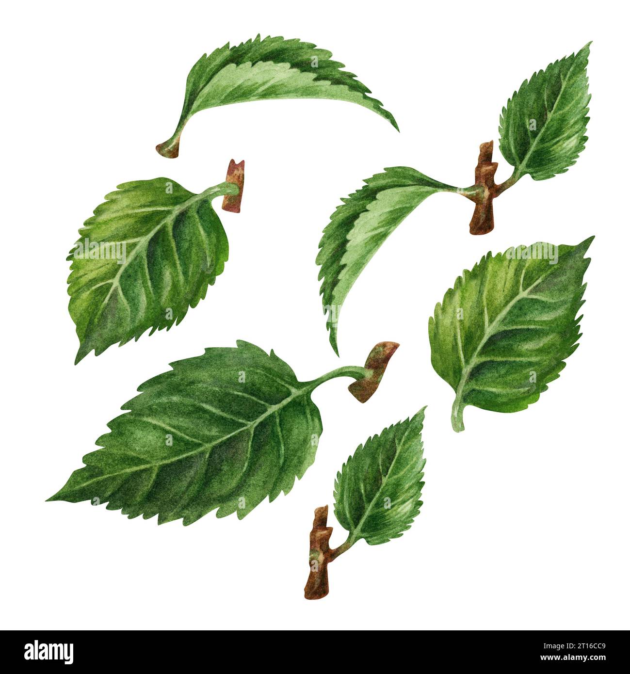 Watercolor bright apricot green leaves. Fashionable apricot crush color ...