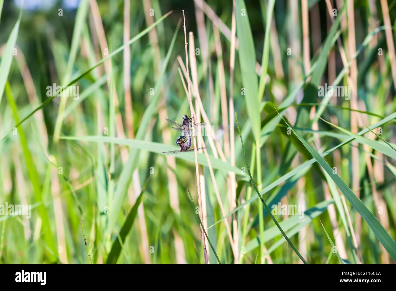 Sedge water plants reflecting in water Stock Photo - Alamy
