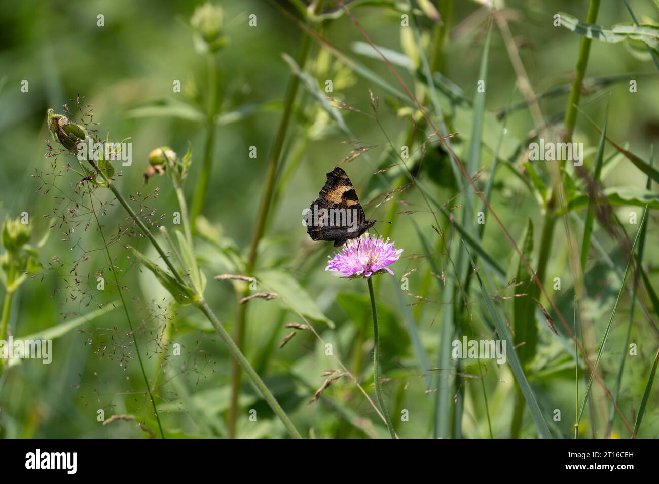 Aglais urticae Family Nymphalidae Genus Aglais Small tortoiseshell ...