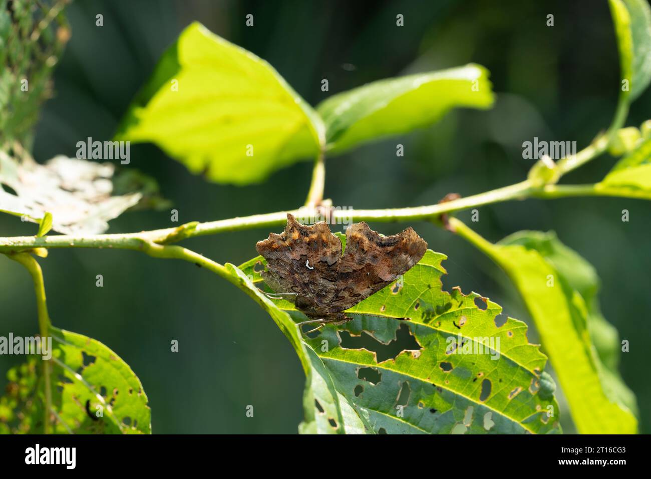 Polygonia c-album Family Nymphalidae Genus Polygonia Comma butterfly ...