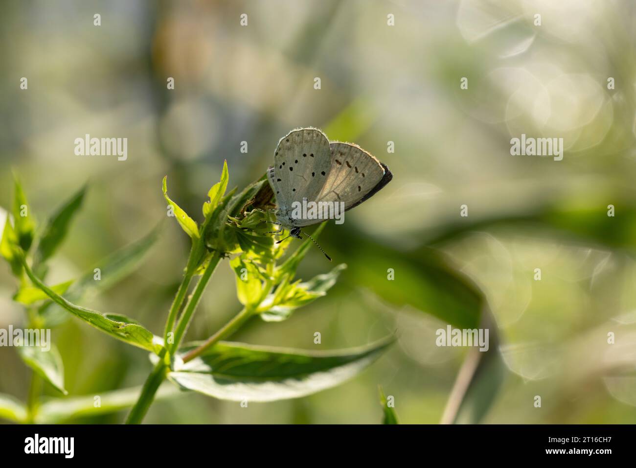 Celastrina argiolus Family Lycaenidae Genus Celastrina Holly Blue ...