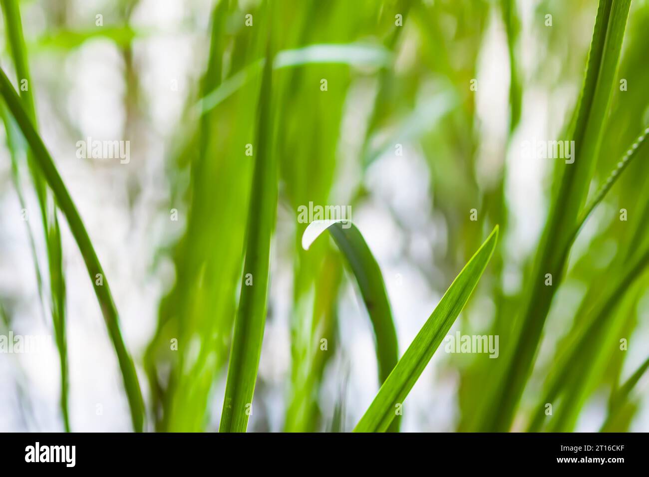 Sedge water plants reflecting in water Stock Photo - Alamy