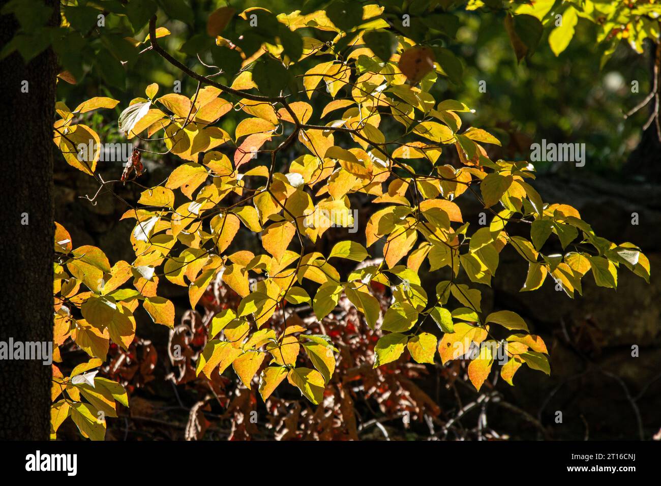 Schermerhorn park hi-res stock photography and images - Alamy
