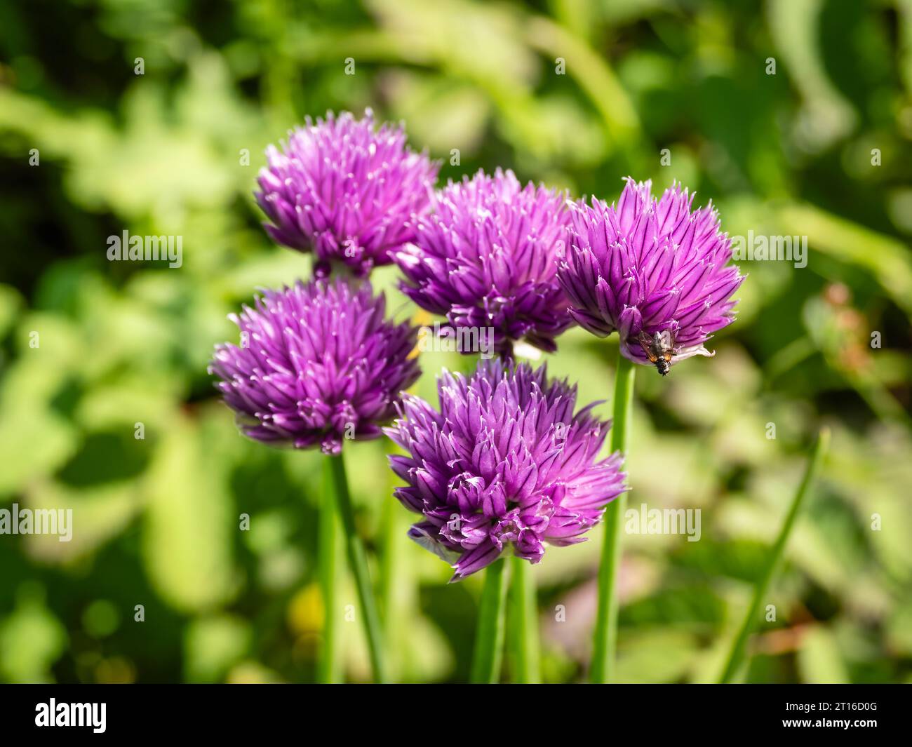 Closeup of Wild Chives in Chugach Naitonal Forest In Southcentral ...