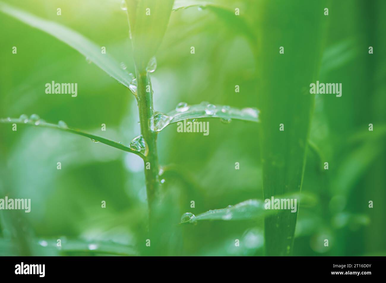 Macro photo of nature. Flax stem. Green plant with water drops Stock ...