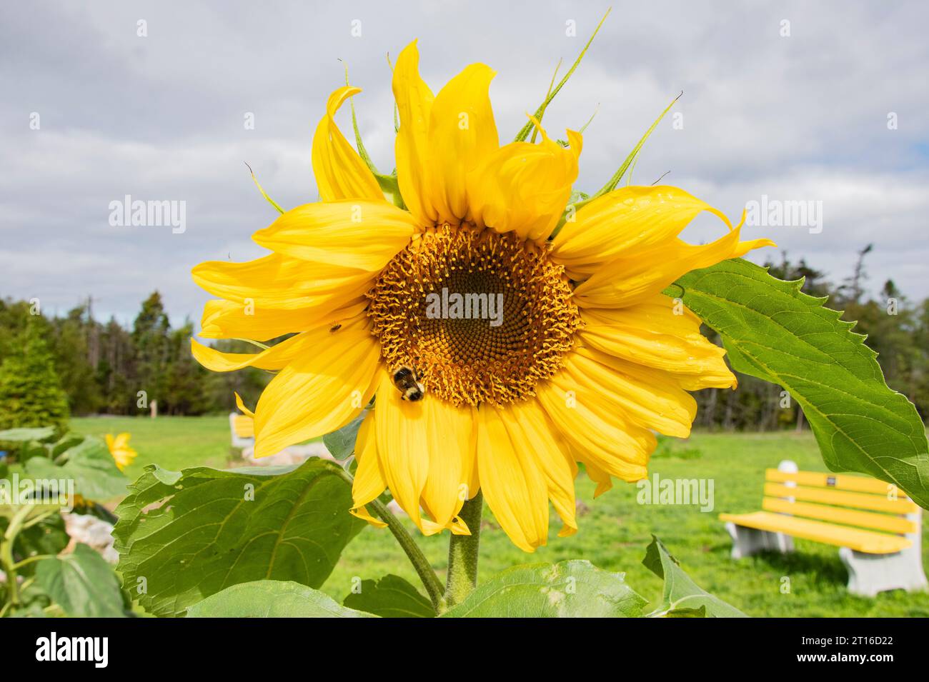 Honey bee on sunflowers in full bloom at the Cranford Family community ...