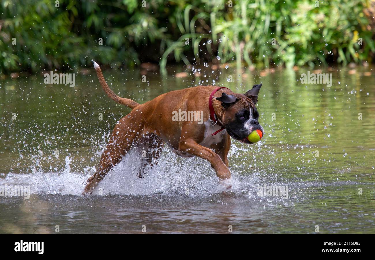 Boxer Dog playing in the river Stock Photo - Alamy