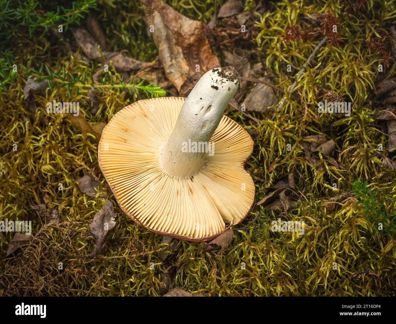 Vagt lake trail hi-res stock photography and images - Alamy