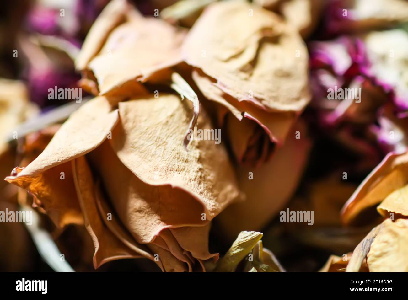 Tea roses dried hibiscus hi-res stock photography and images - Alamy
