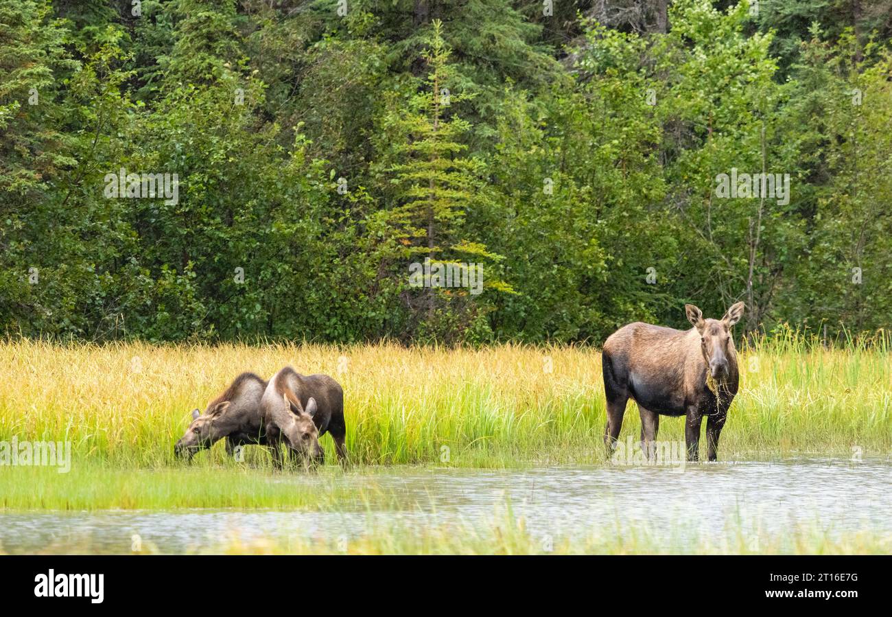 Cow Moose and calves foraging in pond in Southcentral Alaska Stock ...