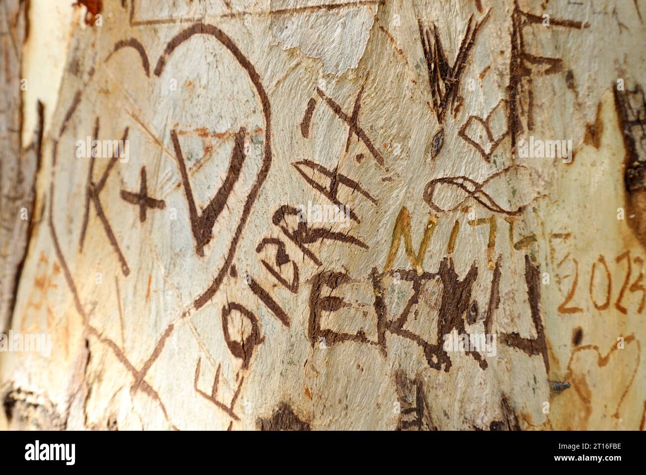 Graphites etched on to the bark of the Eucalyptus tree Stock Photo - Alamy