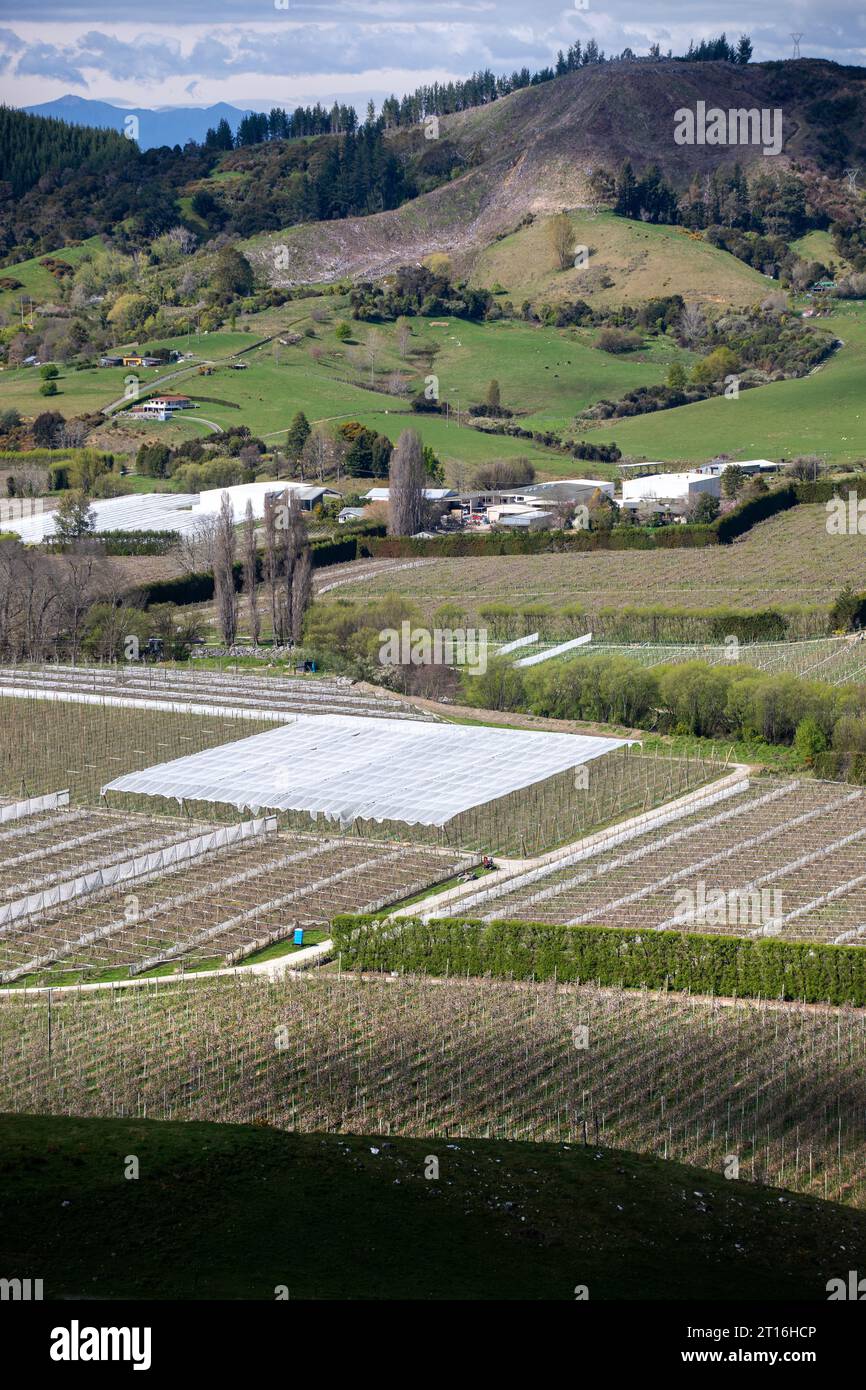 Picture by Tim Cuff. 26 September 2023. Riwaka, New Zealand Stock Photo ...