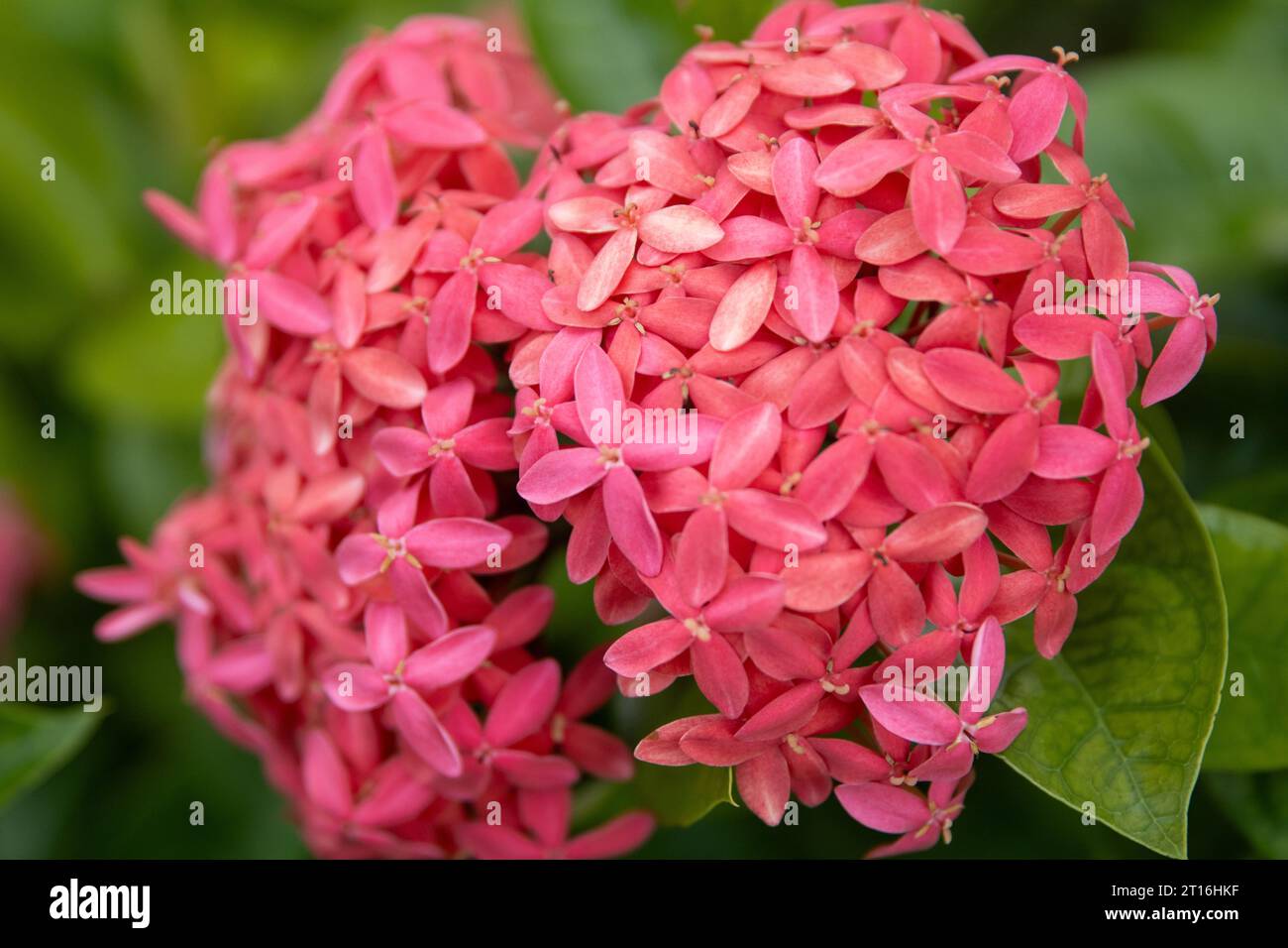 Jungle Geranium aka Ixora flowers in a garden Stock Photo - Alamy