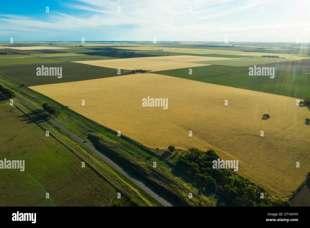 Wheat field ready to harvest, in the Pampas plain, La Pampa, Argentina ...