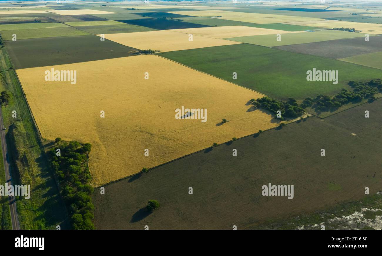 Wheat field ready to harvest, in the Pampas plain, La Pampa, Argentina ...