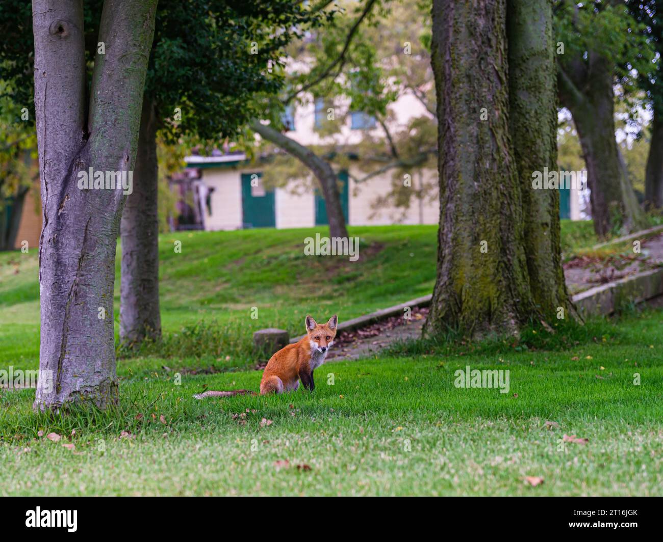 On an autumn's day, a wild fox poses for a picture in Sandy Hook, New ...