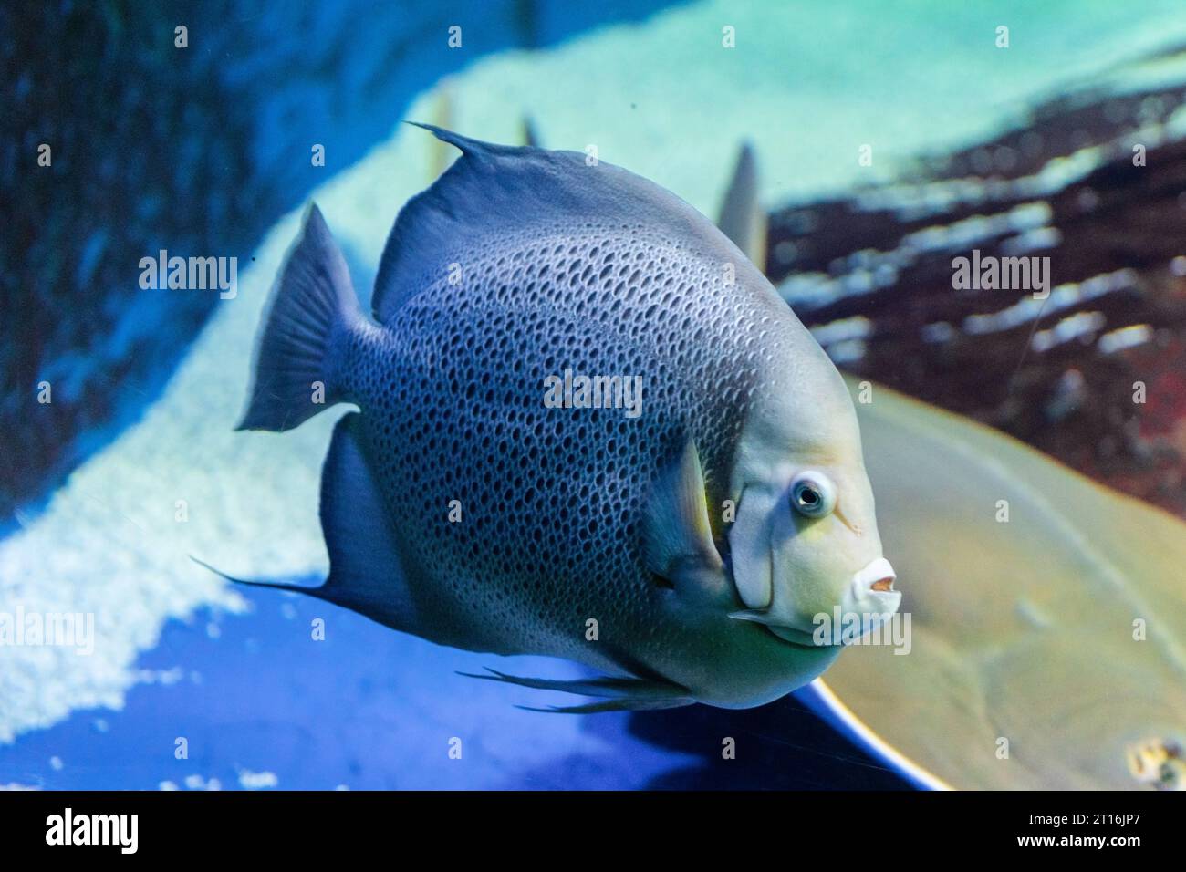 Adult gray angelfish, Pomacanthus arcuatus swims Stock Photo - Alamy