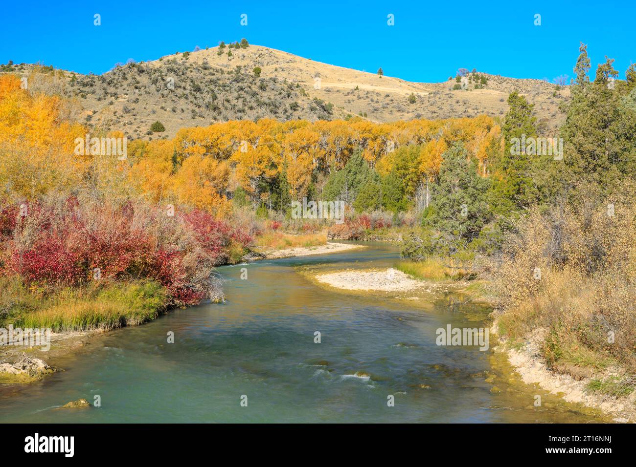 fall colors along the ruby river near alder, montana Stock Photo - Alamy