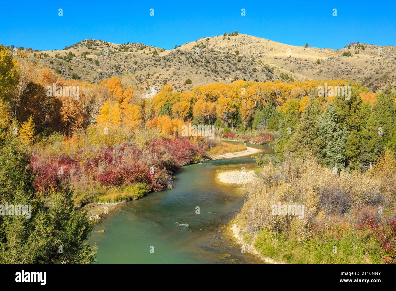 fall colors along the ruby river near alder, montana Stock Photo - Alamy