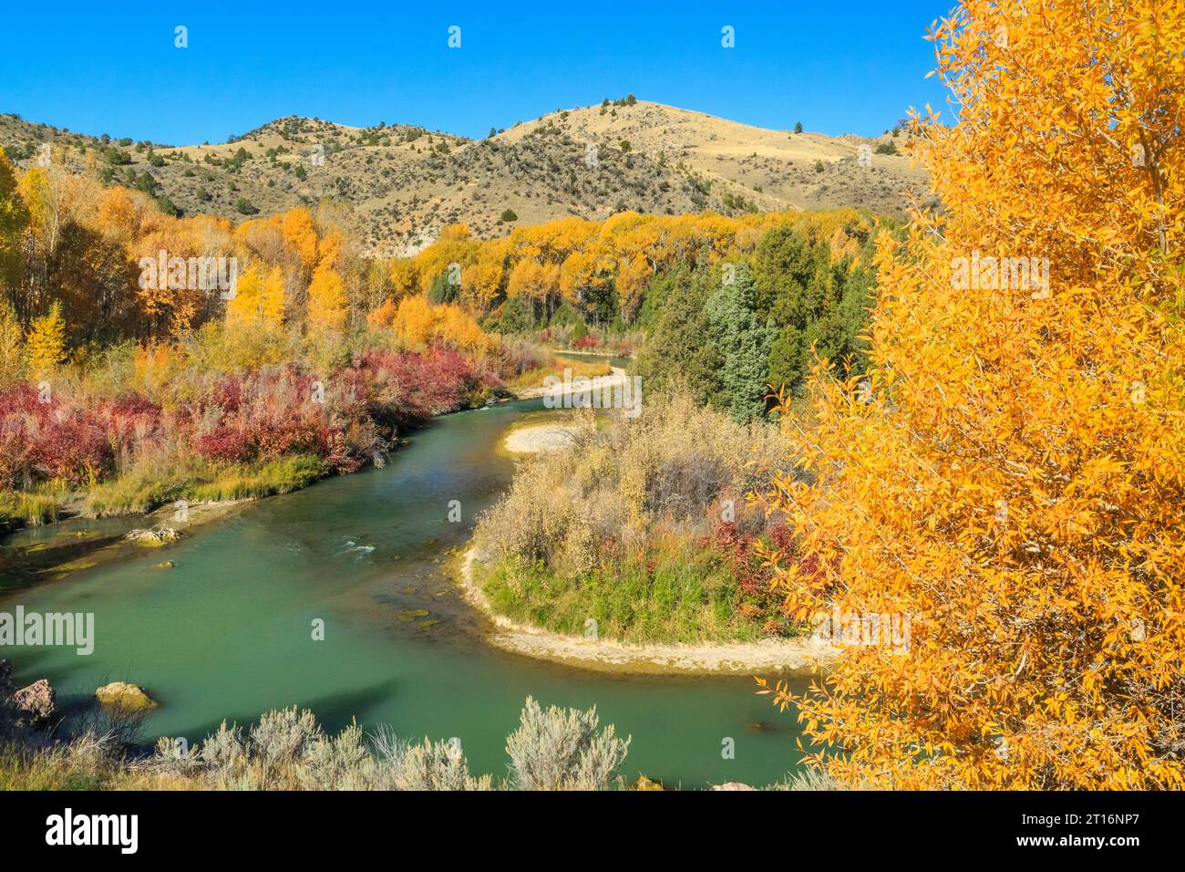 fall colors along the ruby river near alder, montana Stock Photo - Alamy