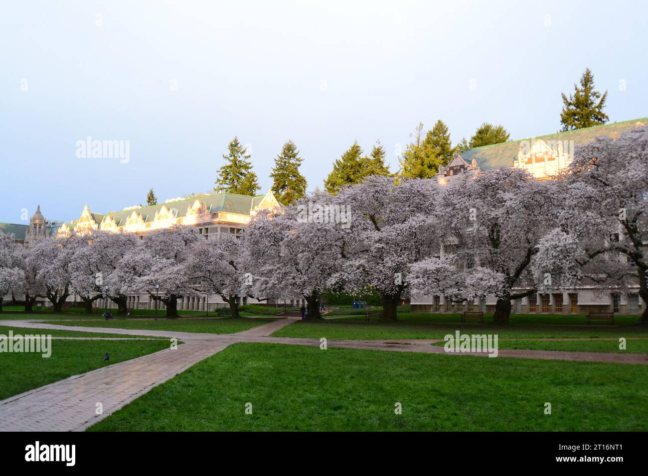 Cherry trees in bloom at university hi-res stock photography and images ...