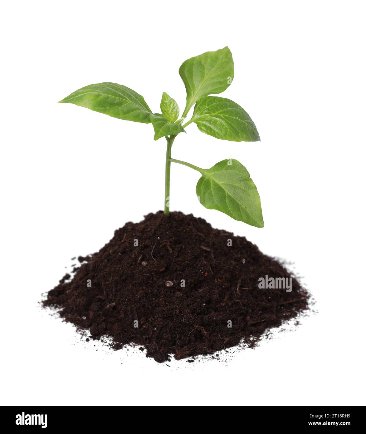 Green seedling growing in soil isolated on white Stock Photo - Alamy