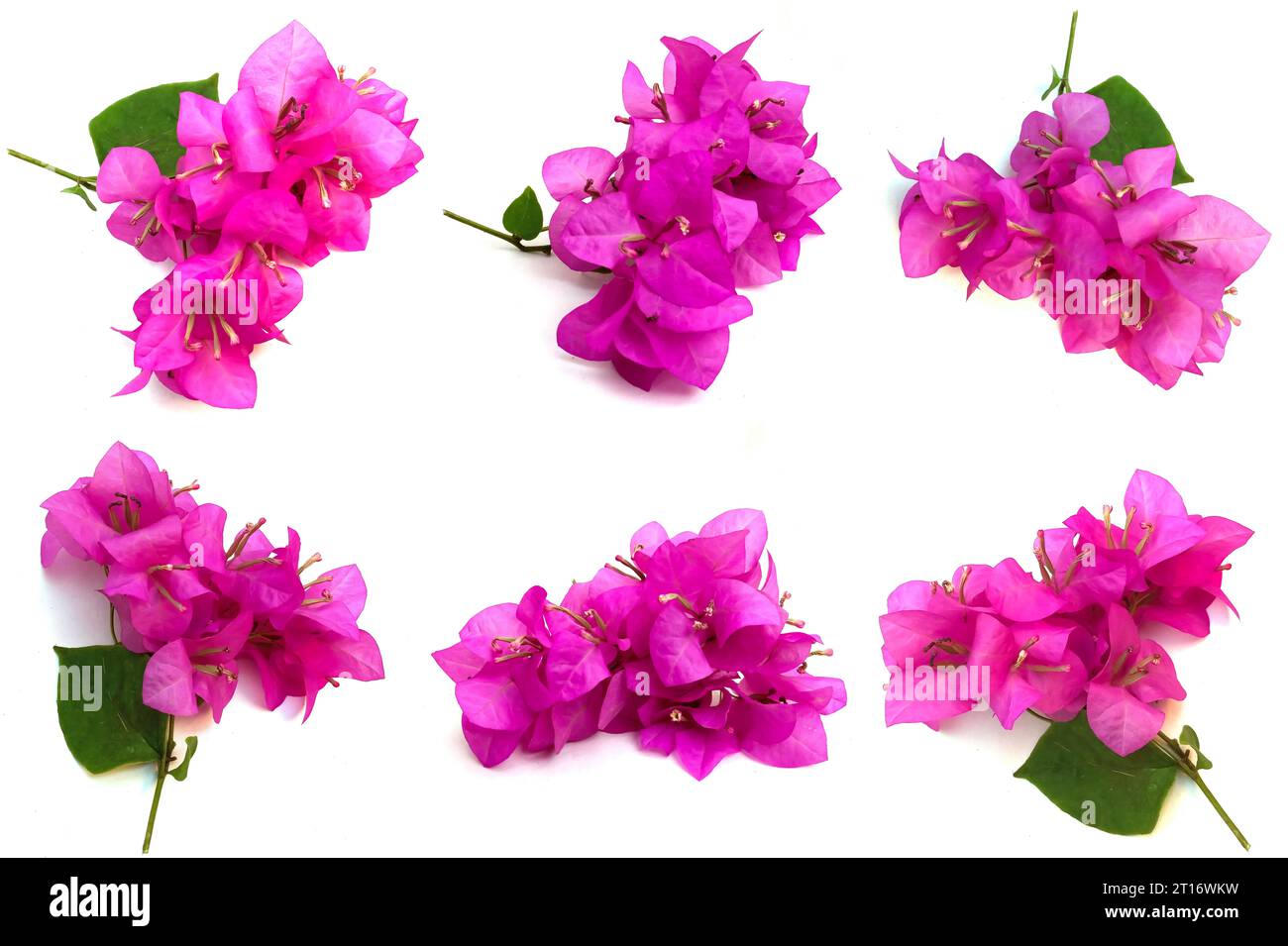 Set of pink Bougainvillea Flowers on white Background. Photos taken ...