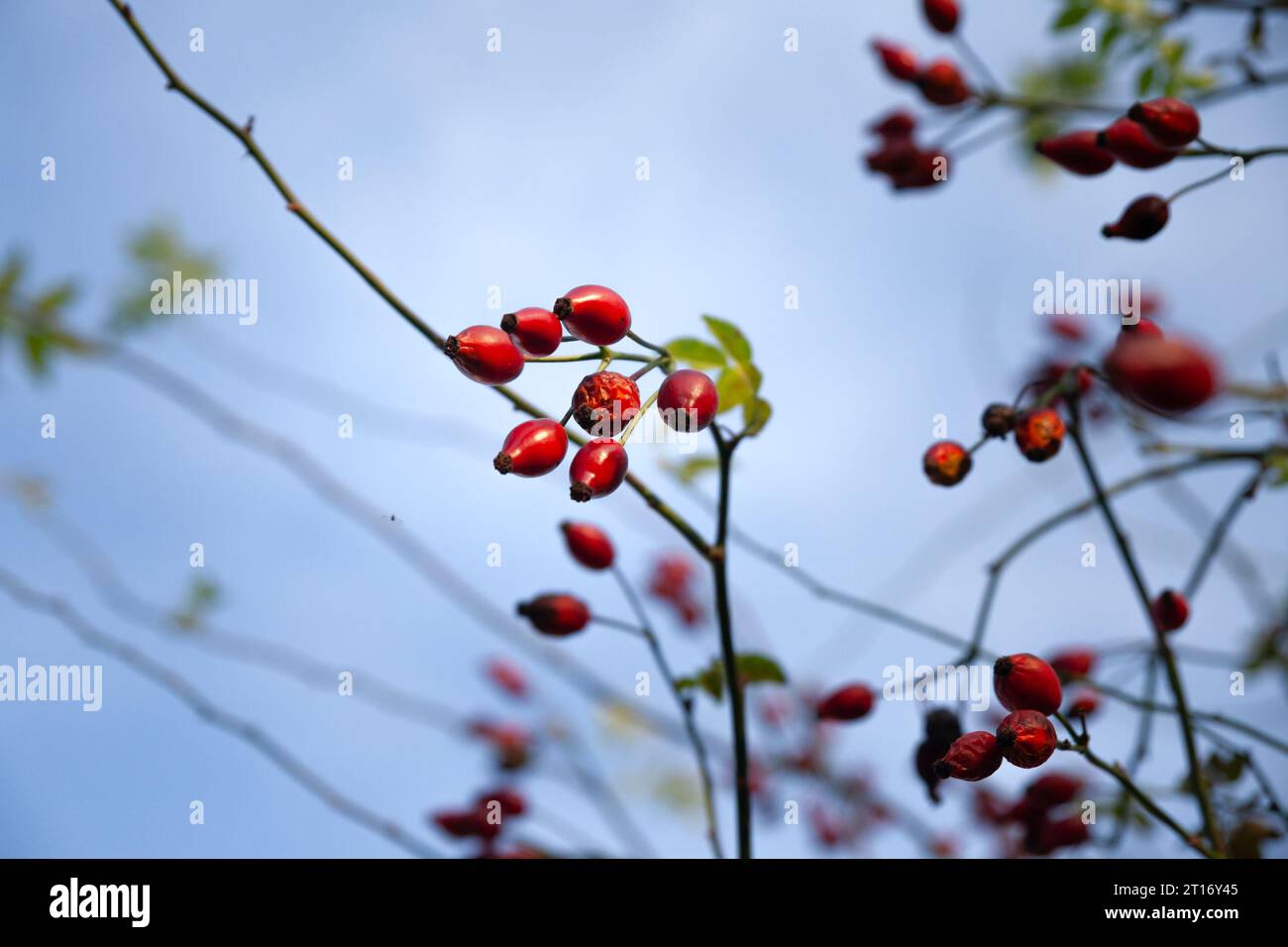 Picture of the berries of dog rose. Rosa canina, commonly known as the ...