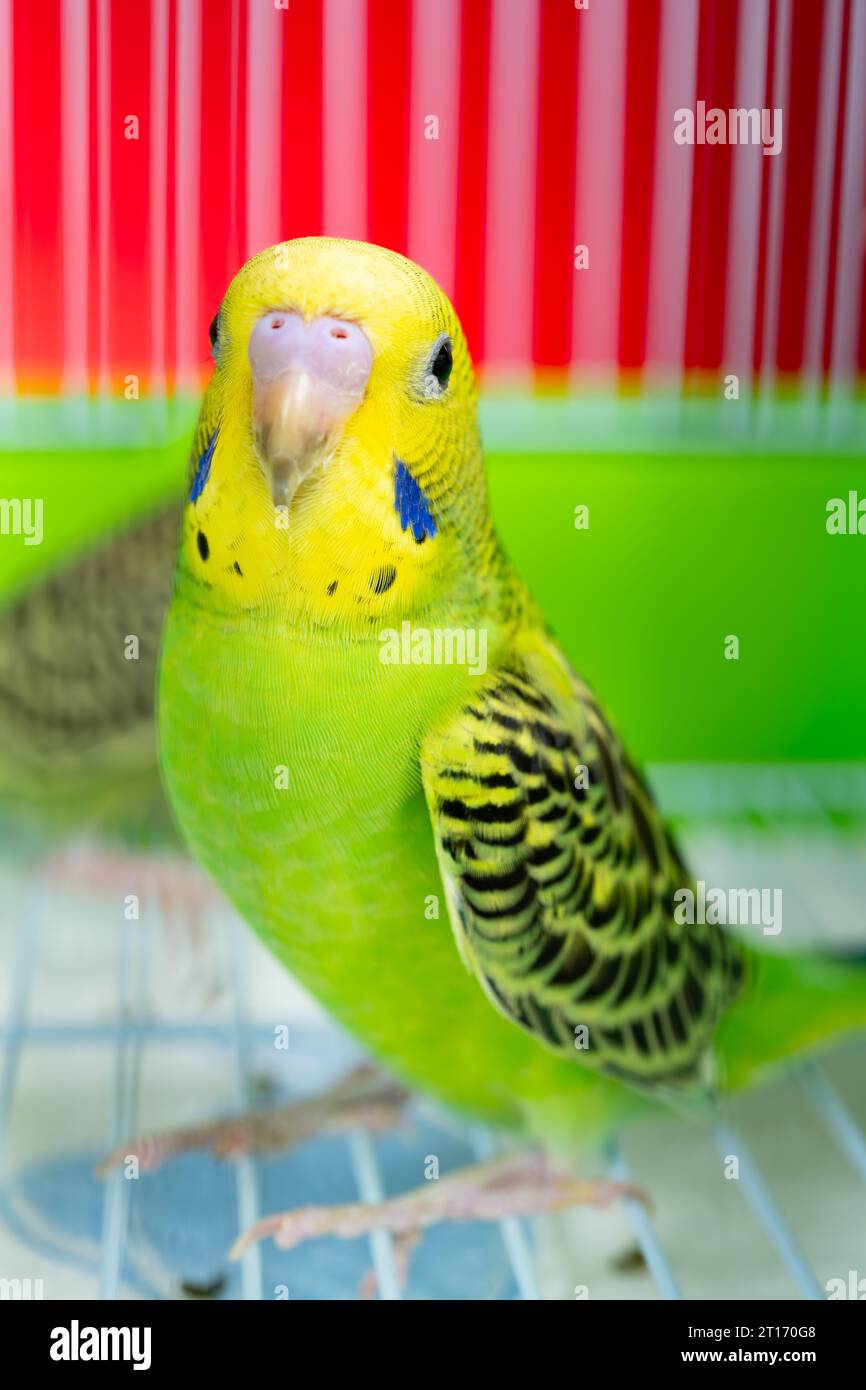 a cute budgerigar looking at the camera vertical composition Stock ...