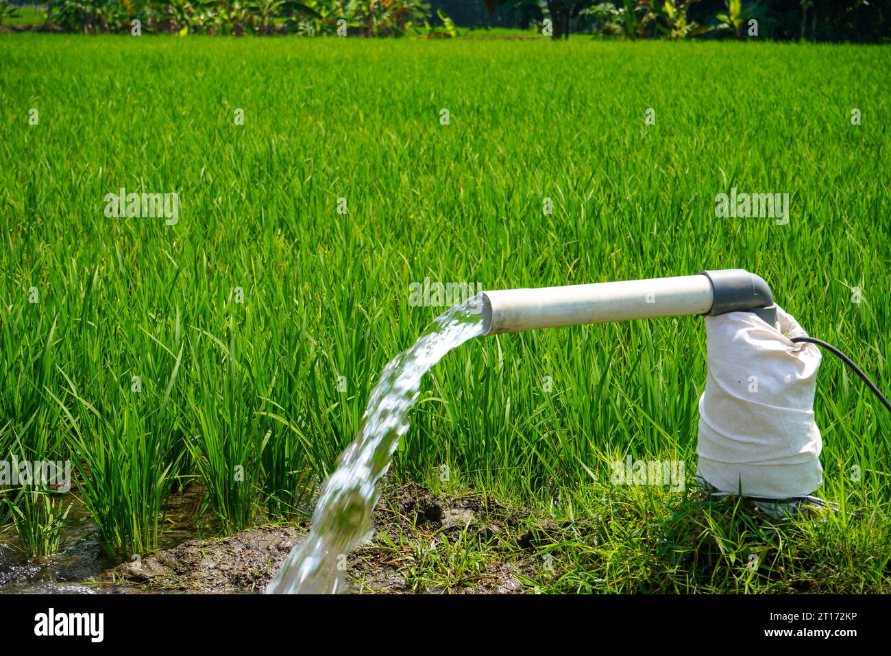 Irrigation of rice fields using pump wells with the technique of ...
