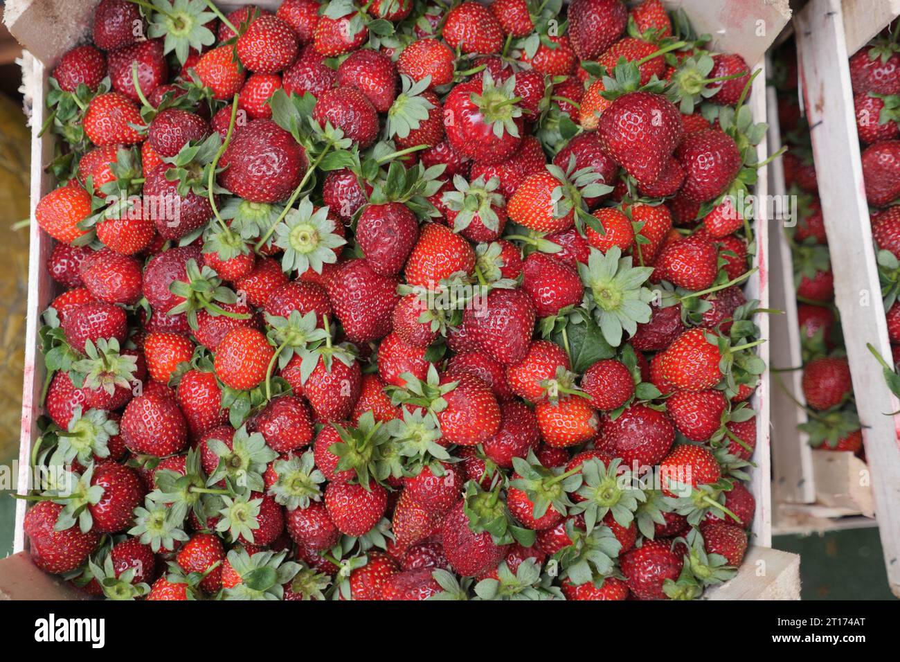 Strawberry boxes of freshly picked strawberries Stock Photo - Alamy