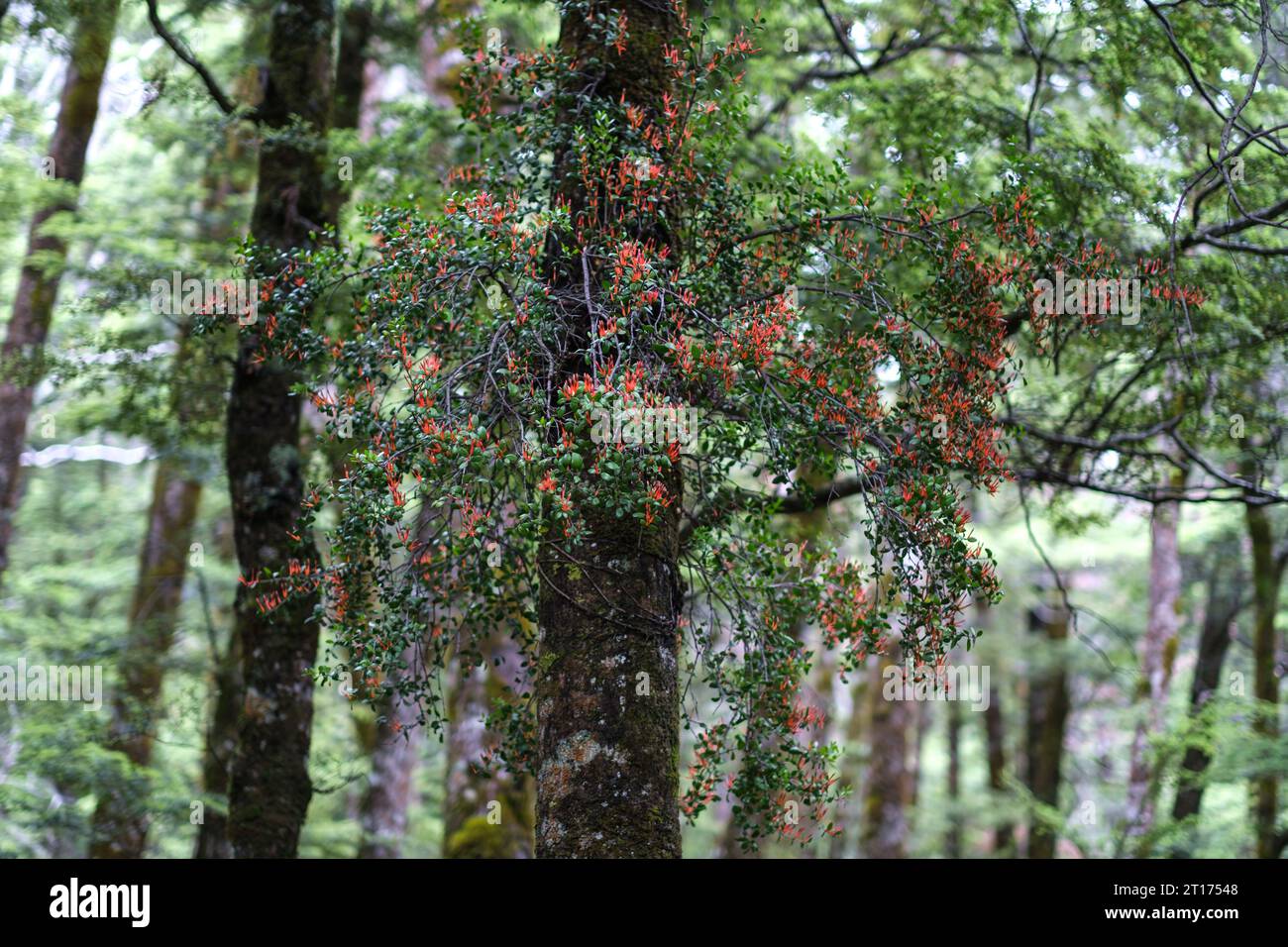 New Zealandd Mistletoe Peraxilla tetrapetala in flower growing on a ...
