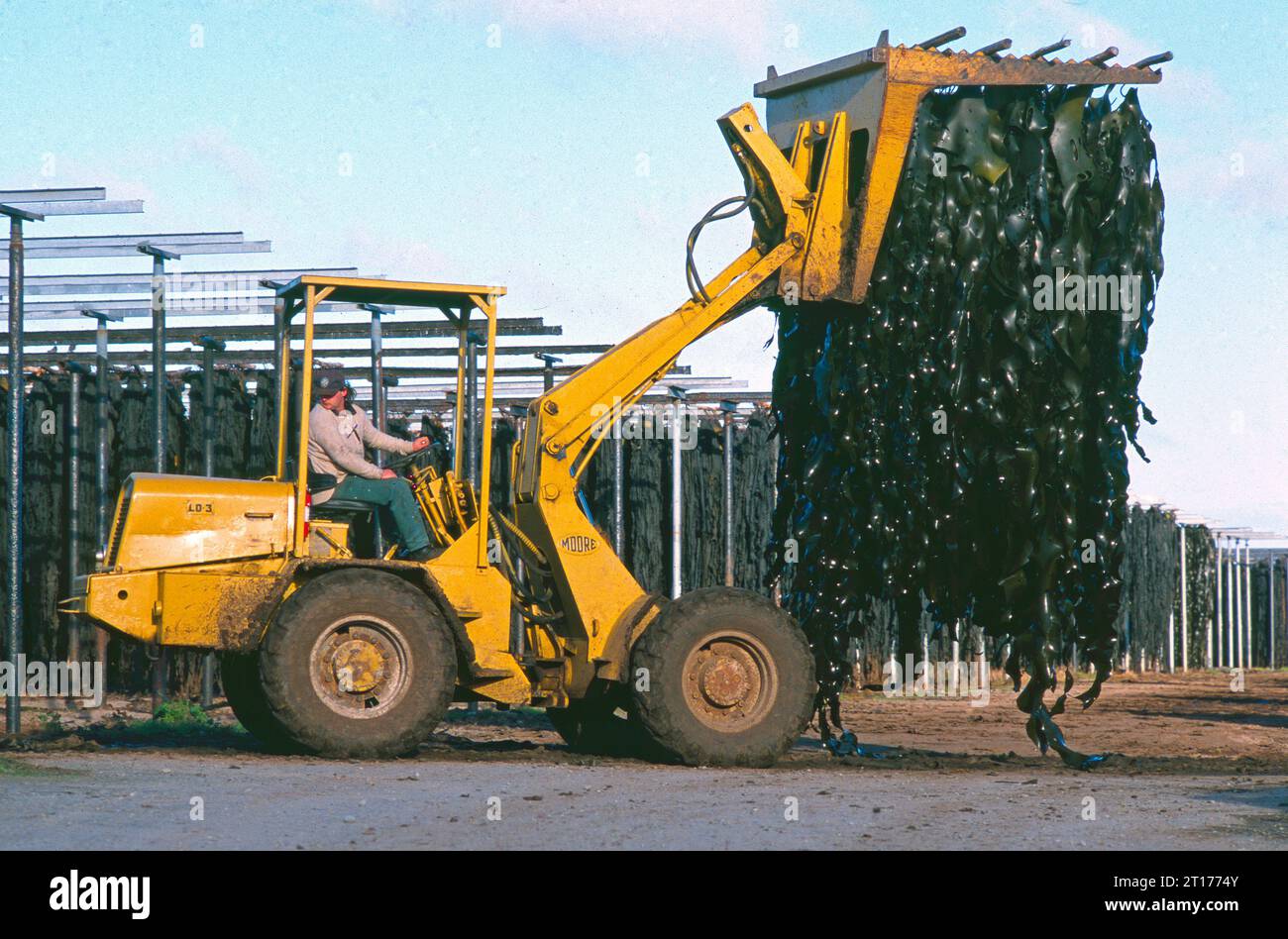 Hanging harvested kelp on racks for drying on King Island in the Bass ...