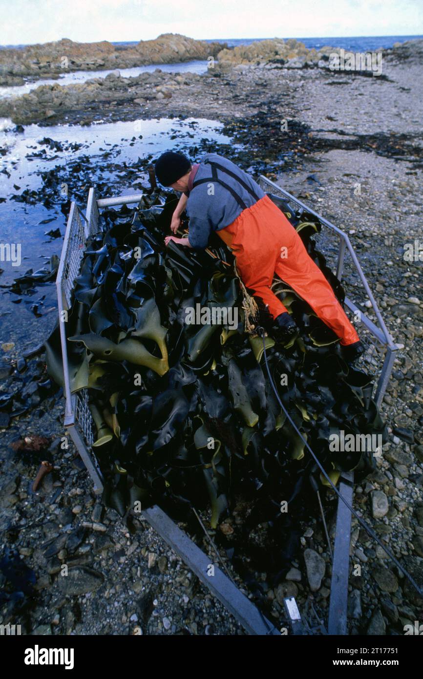A kelper collecting kelp and lashing it to his trailer, after a storm ...