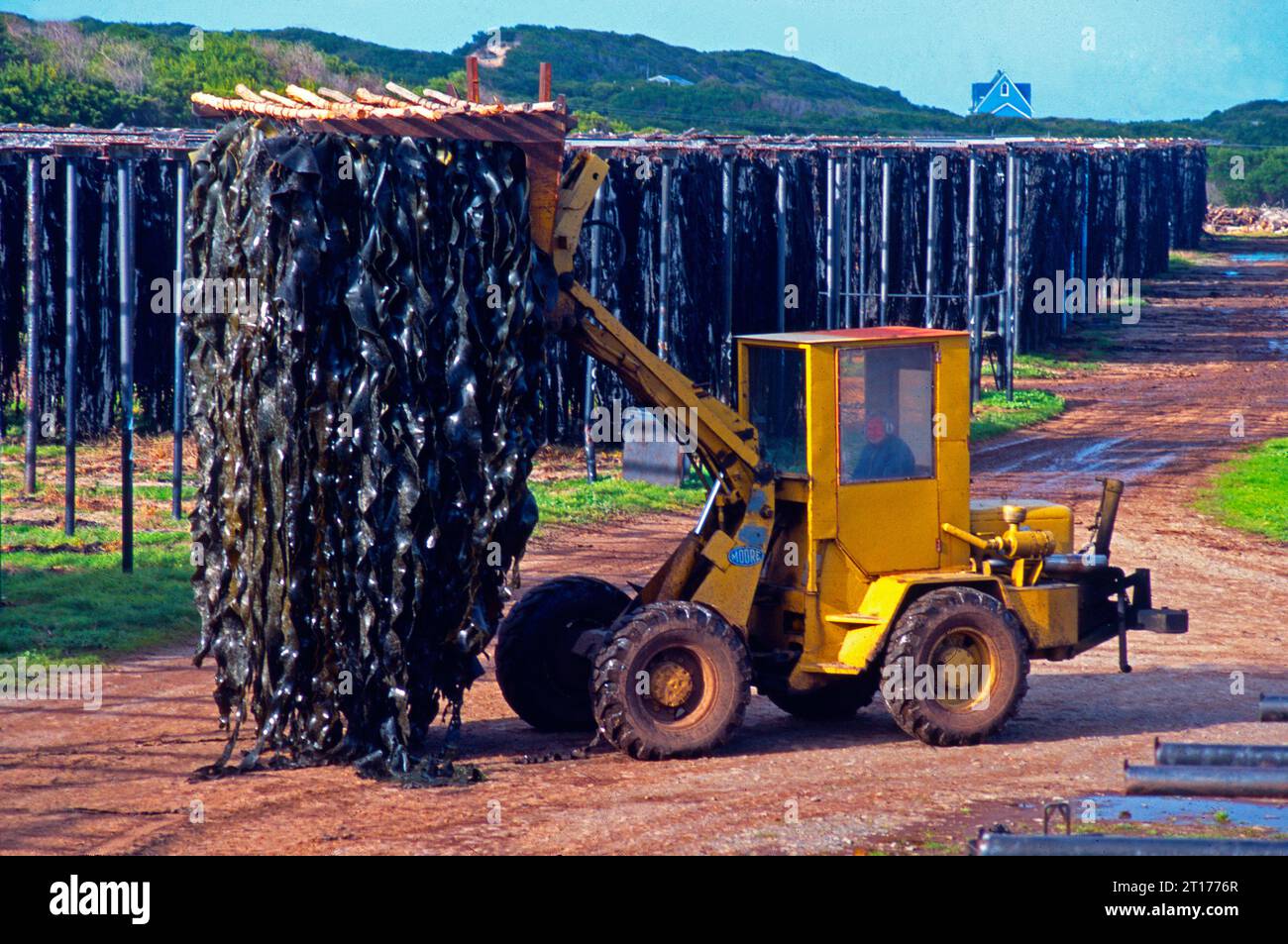 Hanging harvested kelp on racks for drying on King Island in the Bass ...