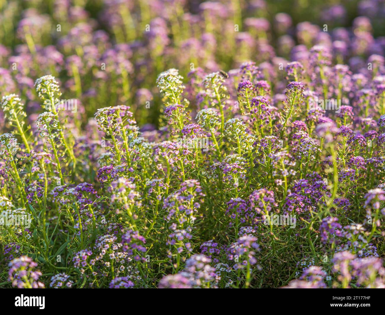 Verbena bonariensis flowers, Argentinian Vervain or Purpletop Vervain ...