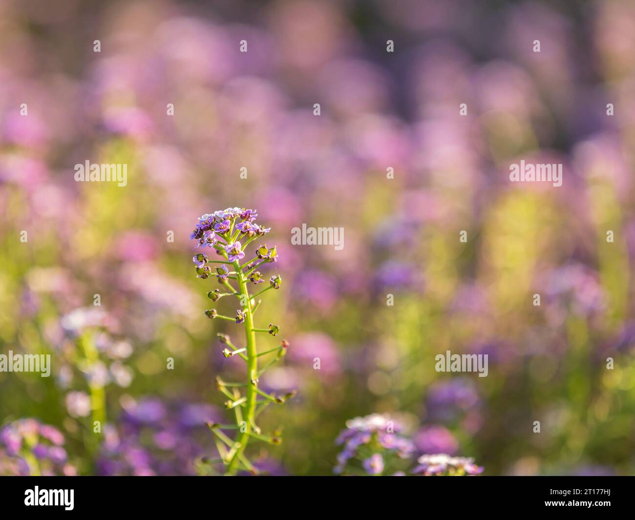 Verbena bonariensis flowers, Argentinian Vervain or Purpletop Vervain ...