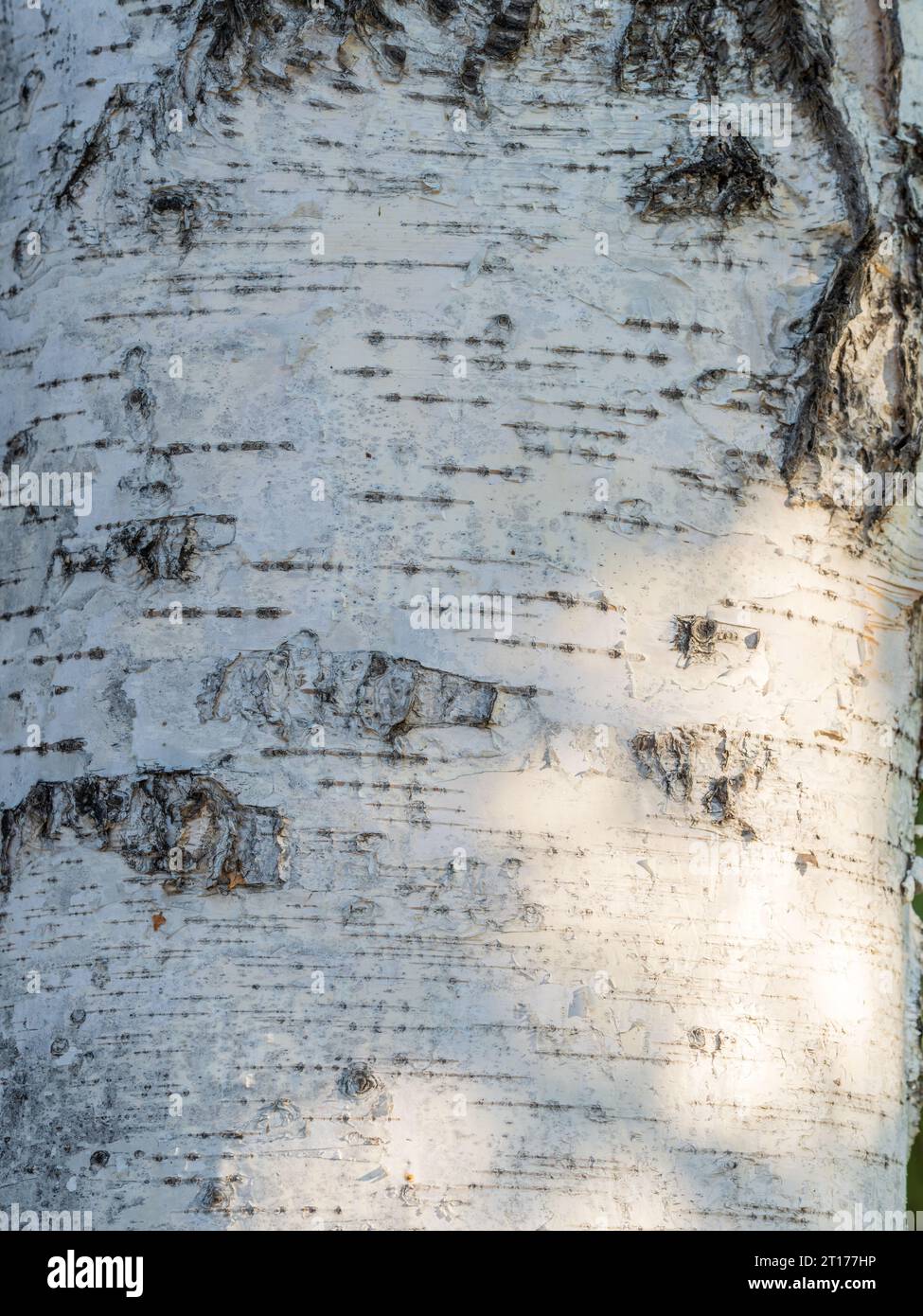 Birch bark texture. The texture of the birch bark. Birch bark background. Birch tree trunk ...