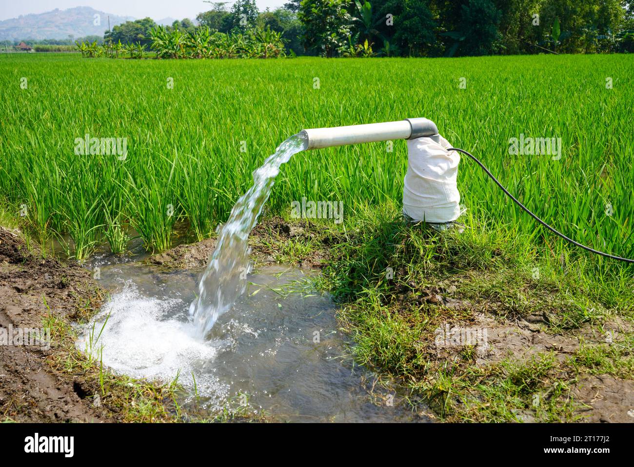 Irrigation of rice fields using pump wells with the technique of ...