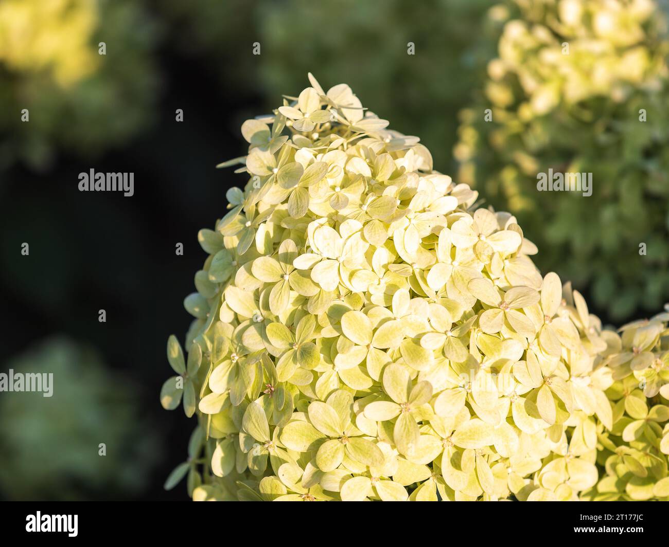 Lush white and yellow hydrangea flowers in summer. White and yellow ...
