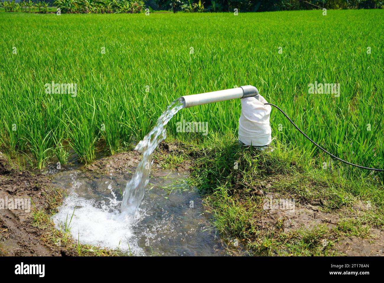 Irrigation of rice fields using pump wells with the technique of ...