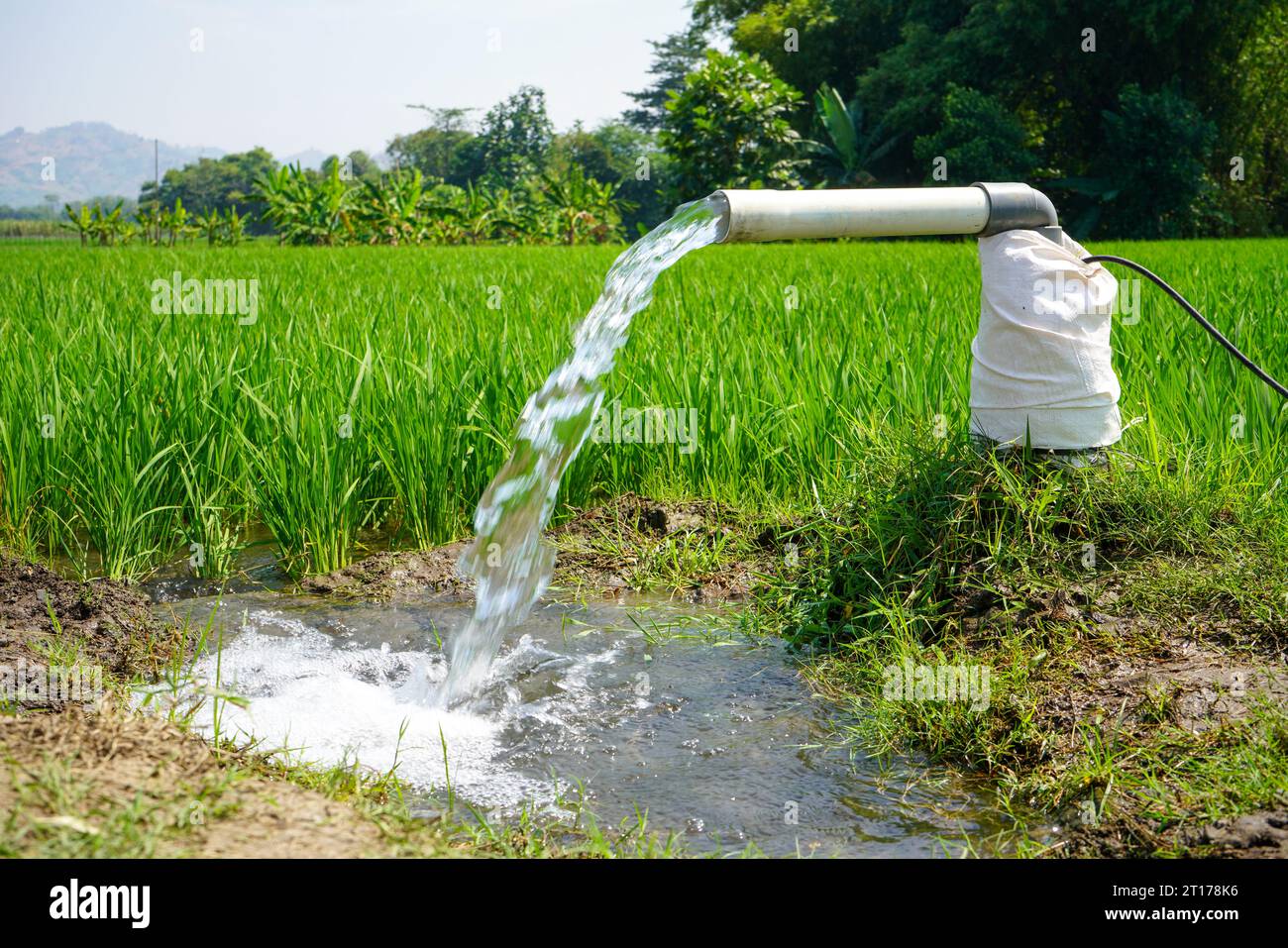 Irrigation of rice fields using pump wells with the technique of ...