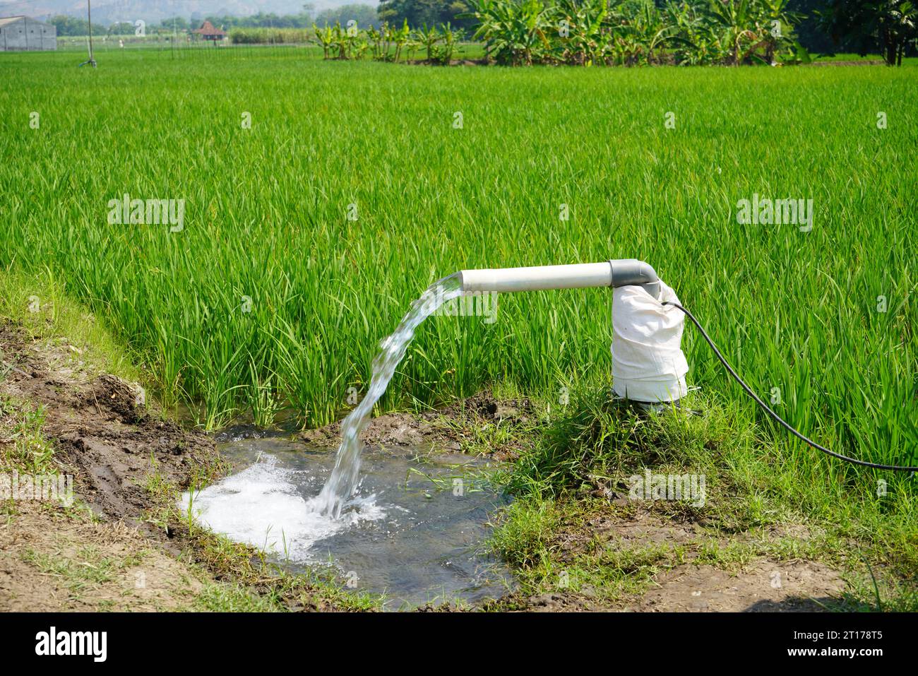 Irrigation of rice fields using pump wells with the technique of ...