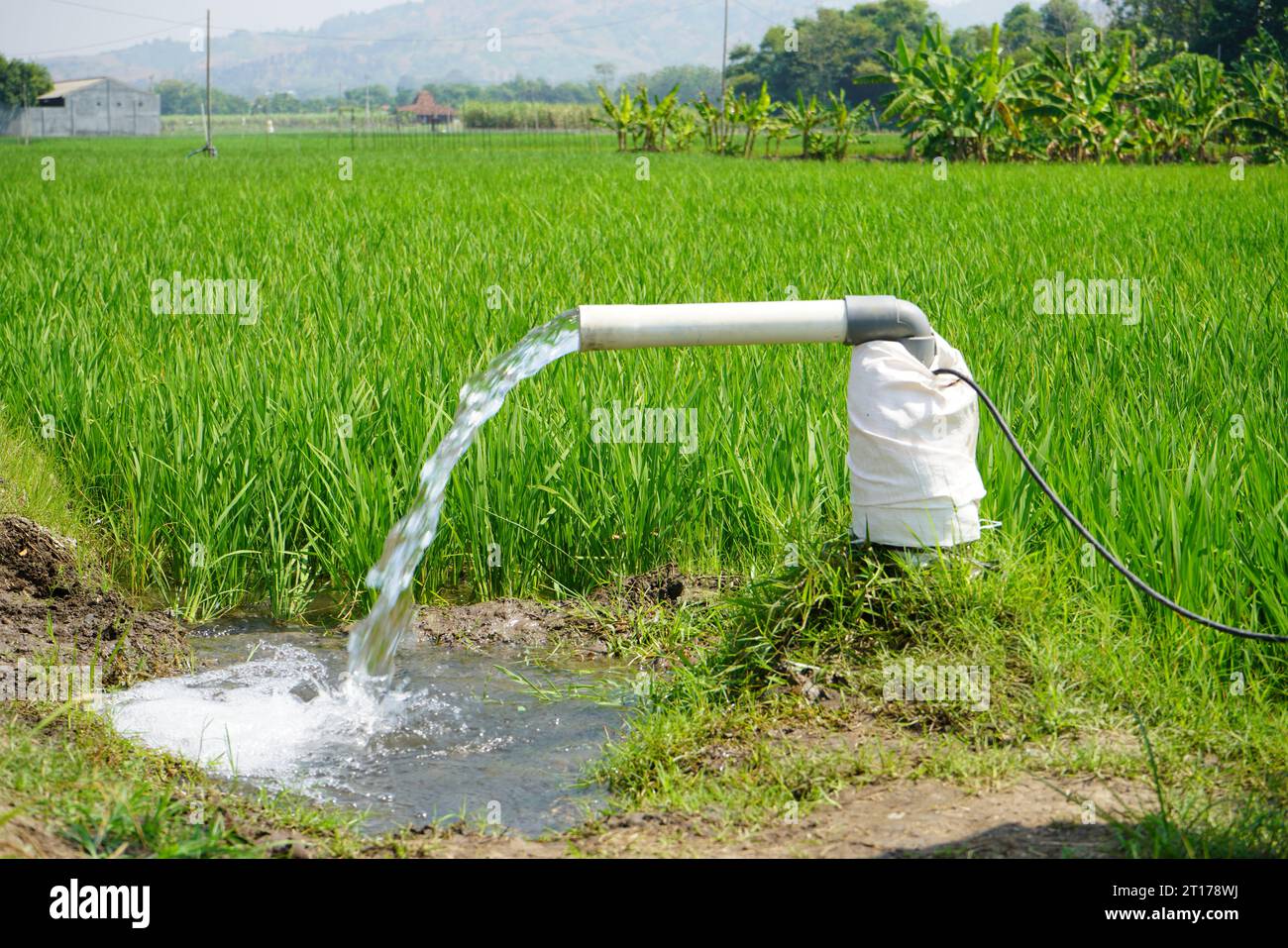 Irrigation of rice fields using pump wells with the technique of ...