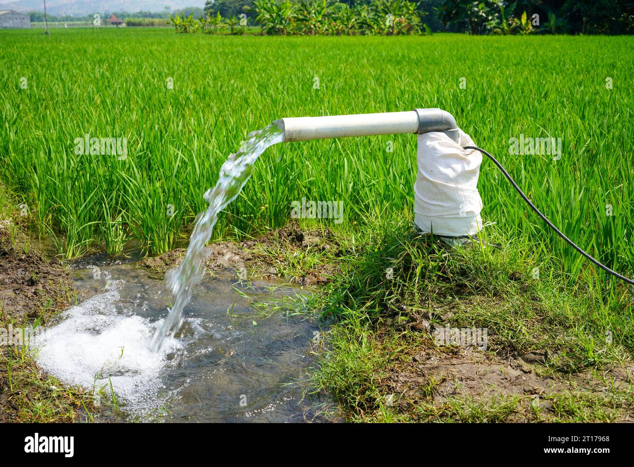 Irrigation of rice fields using pump wells with the technique of ...