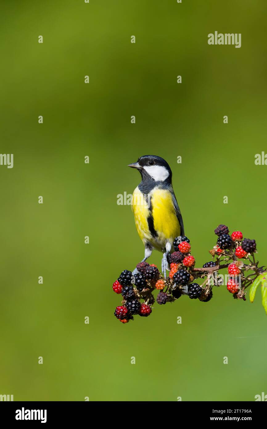 Great tit Parus major, adult female perched on Bramble Rubus fruticosus ...
