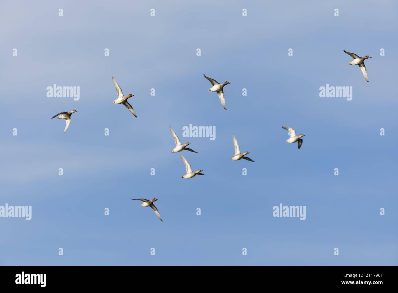 Common teal Anas crecca, flock flying, Suffolk, England, October Stock ...