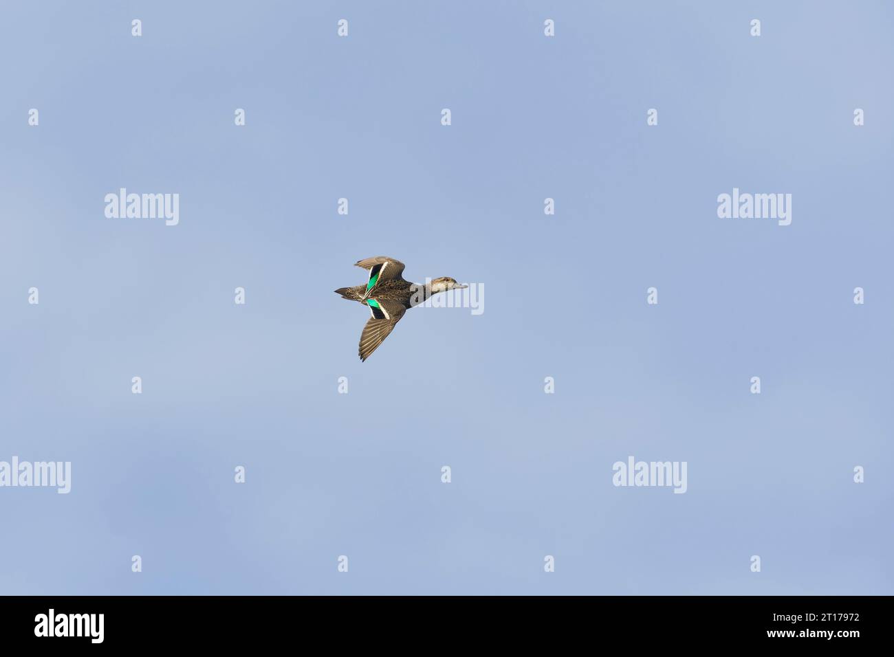 Flying teals hi-res stock photography and images - Alamy