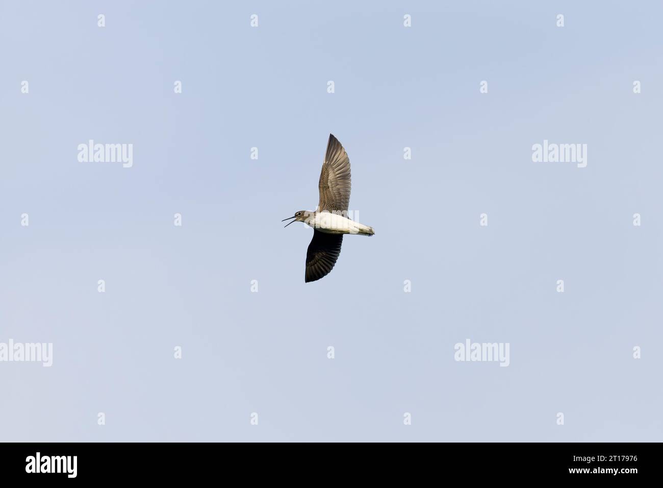 Green sandpiper Tringa ochropus, adult calling in flight, Suffolk ...
